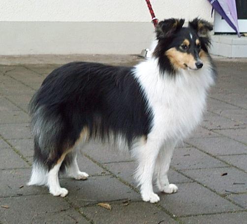 Mein Leben mit Shelties – Shelties vom Stromberger Land